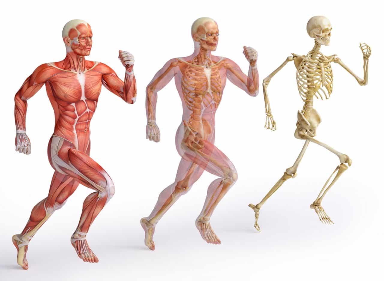 Musculoskeletal Awareness For Improved Health Vivna Insurance